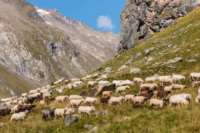 Herd of Alpine Sheep Grazing on Steep Slope in Austrian Alps Stock ...
