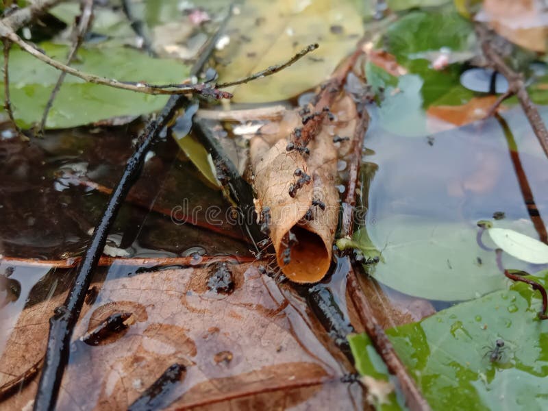 Herd of ants stock photo. Image of green, water, ants - 263483182