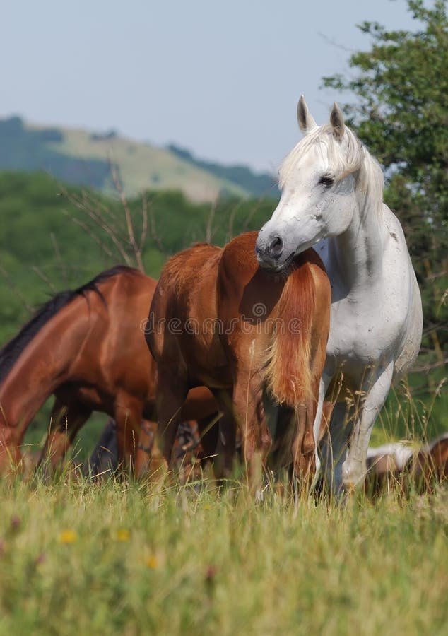 Herd of Arabian Horses Running on Pasture Stock Image - Image of farm ... Herd of Arabian Horses Running on Pasture Stock Image - Image of farm ...
