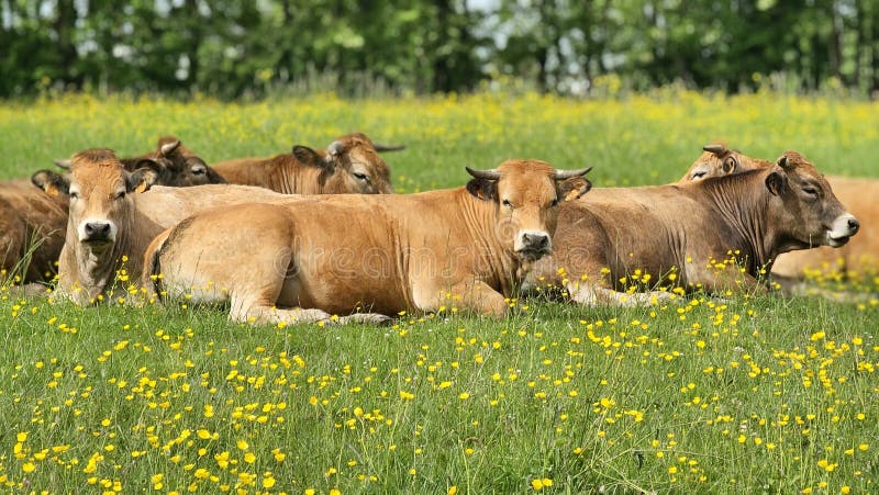 Herd of Aubrac Cows with a Bull Whose Darker Coat Roams Ruminate in a ...