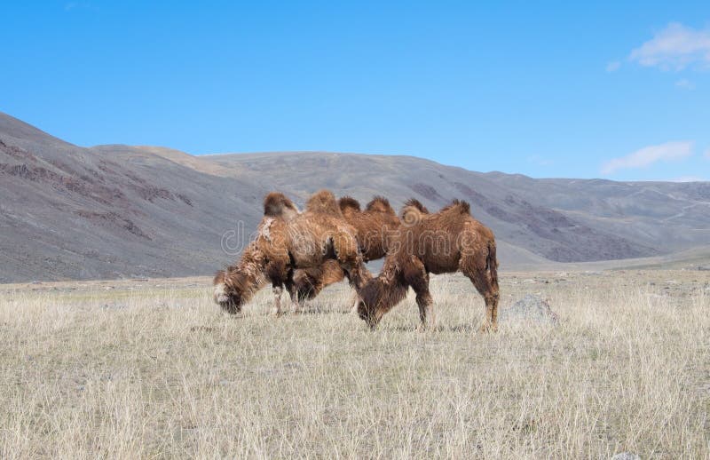 Herd of Bactrian stock image. Image of hair, face, domestic - 90708589