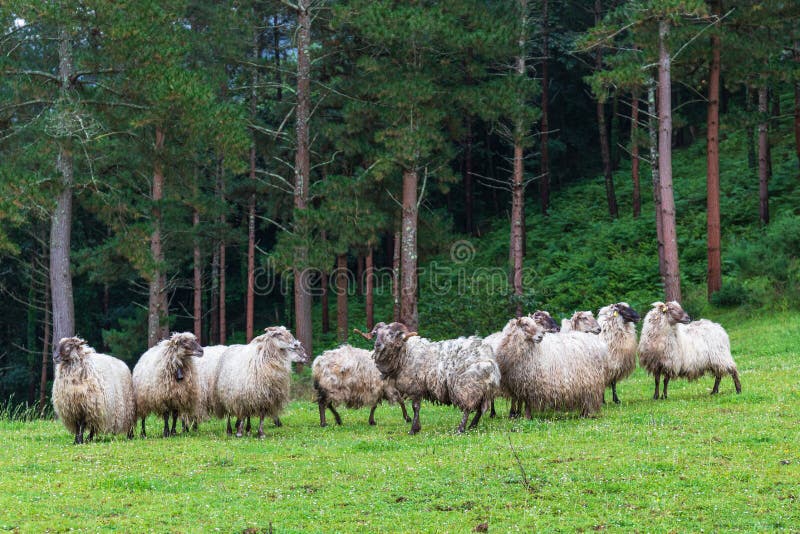 Herd of Basque Breed Sheep (Ovis Aries), Lacha. Group Concept Stock ...