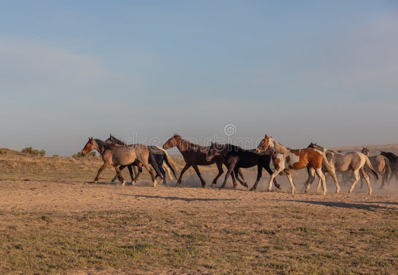 Herd of Beautiful Wild Horses in Spring Stock Photo - Image of wildlife ...