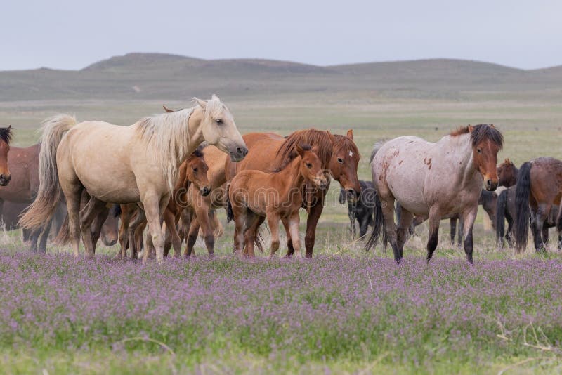 Herd of Beautiful Wild Horses Stock Image - Image of horse, equine ...