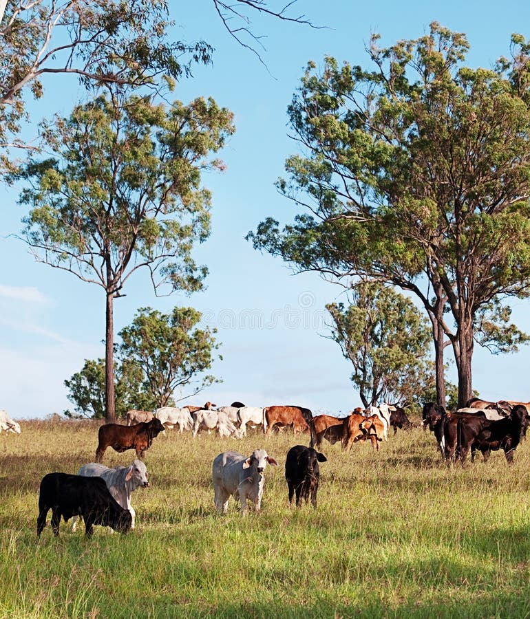 Herd of beef cattle stock photo. Image of food, property - 32060116