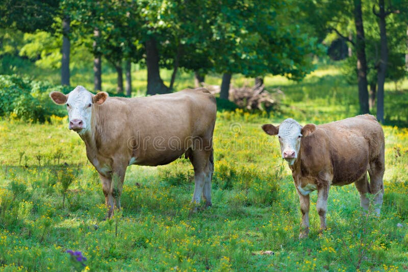 Herd of beef cattle stock photo. Image of green, herd - 58534318