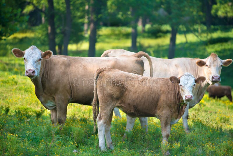 Herd of beef cattle stock photo. Image of biological - 58902450