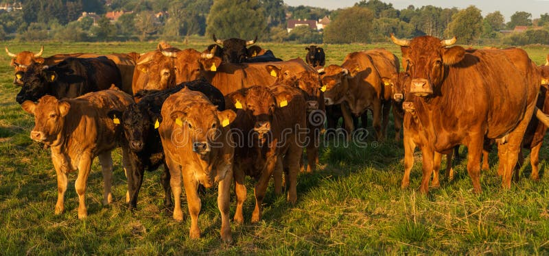 Herd of Beef Cattle on a Summer Pasture Stock Photo - Image of ...