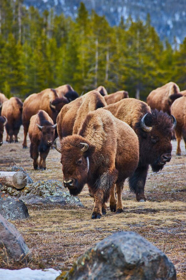 Herd of Bison Slowly Begin To Climb Hillside in Remote Yellowstone ...