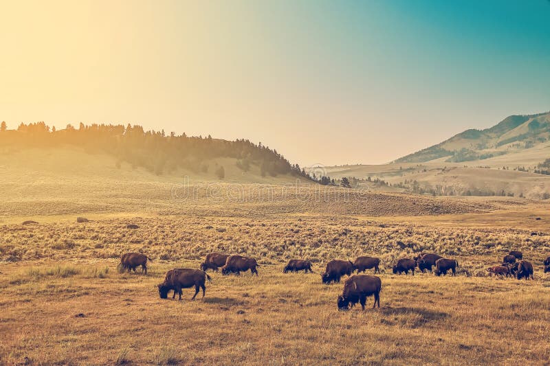 Herd of Bison Grazes on US Prairies Stock Photo - Image of brown ...