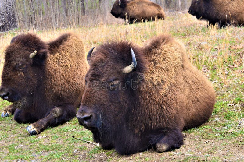 Herd of Bison Laying Near a Forest Stock Photo - Image of animal ...