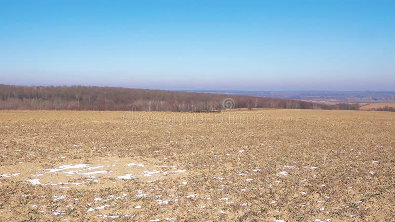 Bison Breeding. Herd of Bison. Maintaining a Population of Bison in the ...