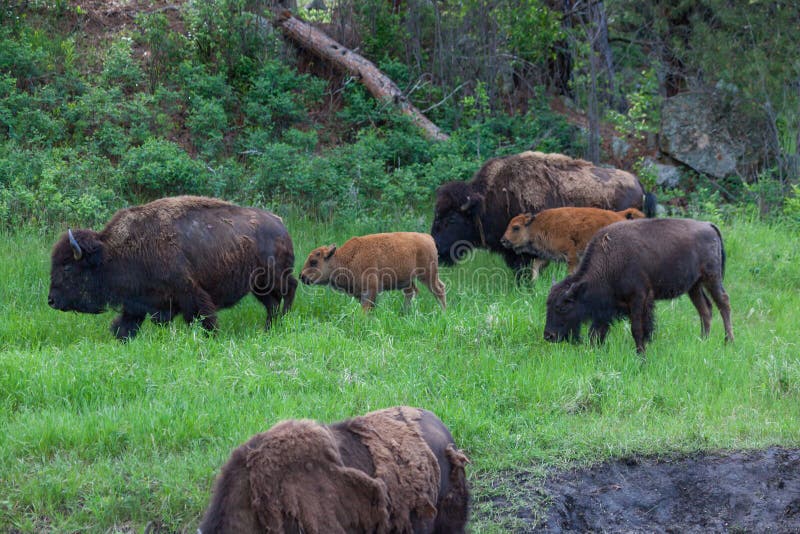 Herd of Bison stock photo. Image of grass, mammal, baby - 145354612