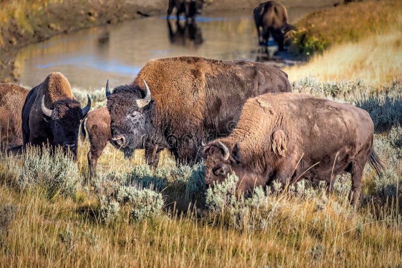 A Herd of Bisons Grazing in the Grasslands of the Yellowstone National ...