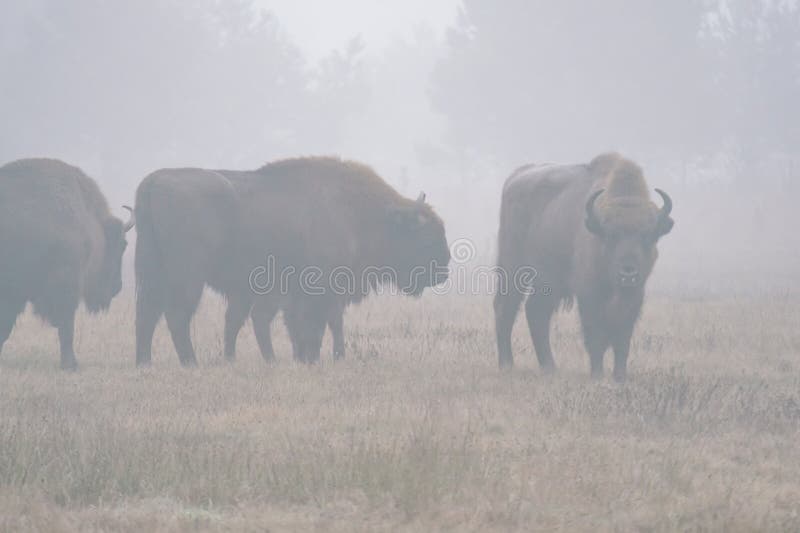 A Herd of Bisons Standing on Top of a Grass Covered Field Stock Image ...