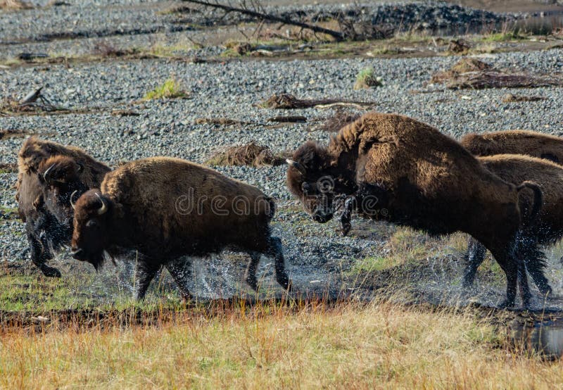 Herd of Bisons Walking Across the Riverside Stock Photo - Image of look ...