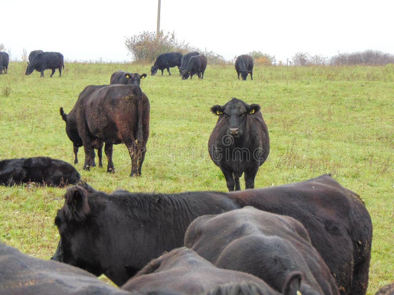 Herd of Black Angus Cows. Angus Cows Stock Photo - Image of focus, cows ...
