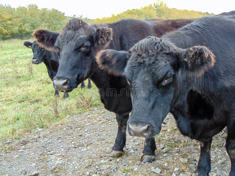 Herd of Black Angus Cows. Angus Cows Stock Image - Image of wild ...