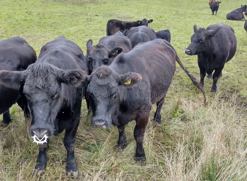 Herd of Black Angus Cows. Angus Cows Stock Photo - Image of selective ...