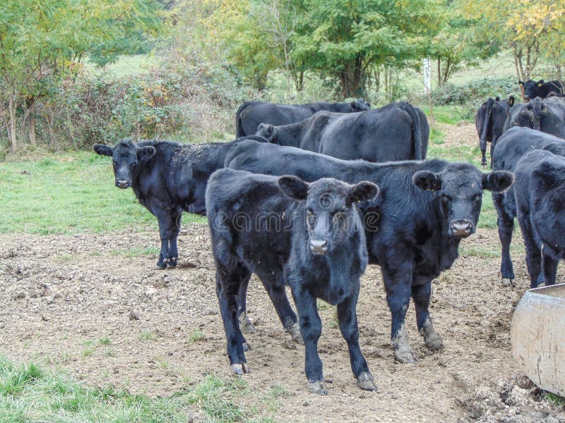 Herd of Black Angus Cows. Angus Cows Stock Photo - Image of nature ...
