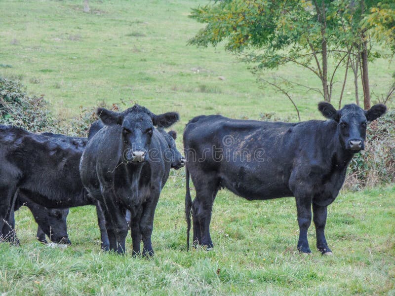 Herd of Black Angus Cows. Angus Cows Stock Photo - Image of selective ...