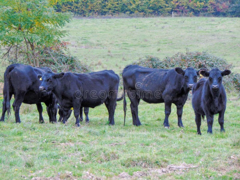 Herd of Black Angus Cows. Angus Cows Stock Image - Image of autumn ...