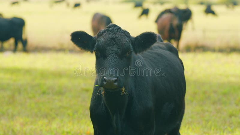 Herd or Black Angus Cows. Cows Graze in Meadow. Animal Grazing in ...