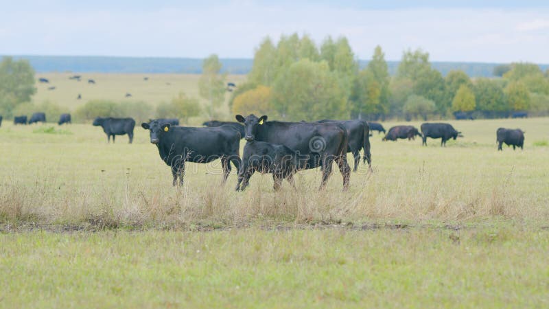 Herd or Black Angus Cows. Small Tiny Calf Grazing on Pasture Grass ...