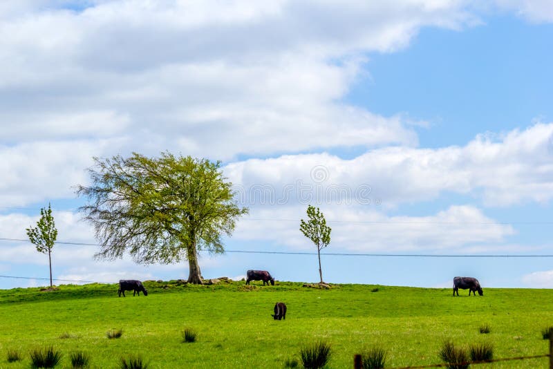 Herd of Black Free-range Dairy Cows in a Field in Spring Stock Photo ...