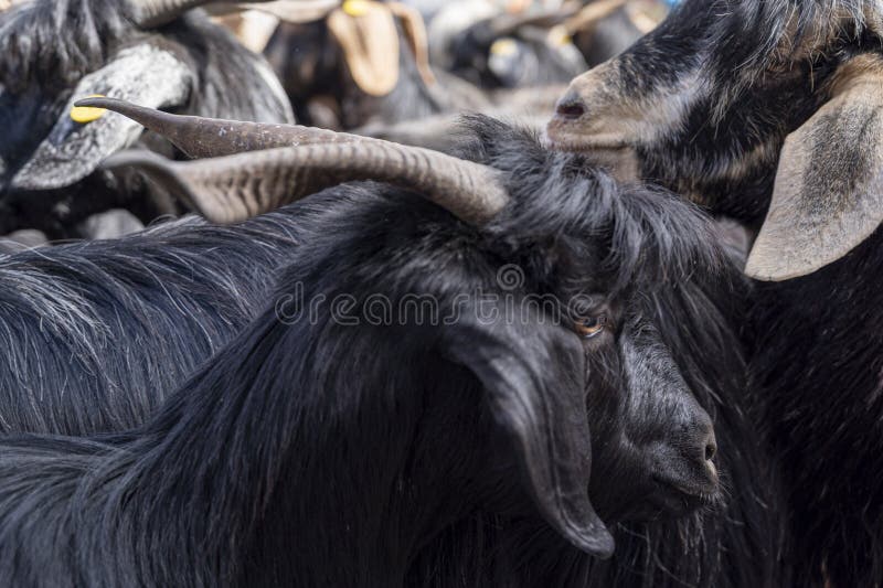 A Herd of Black Goats are Standing in a Field. Stock Photo - Image of ...