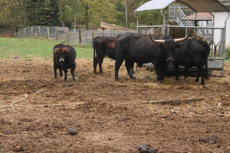 Herd of Black Oxen in Farm with Child Stock Image - Image of adult ...