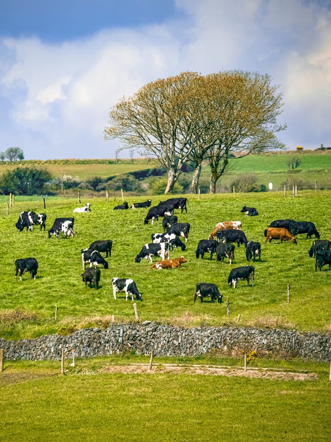158 Cows Under Tree Black White Stock Photos - Free & Royalty-Free ...
