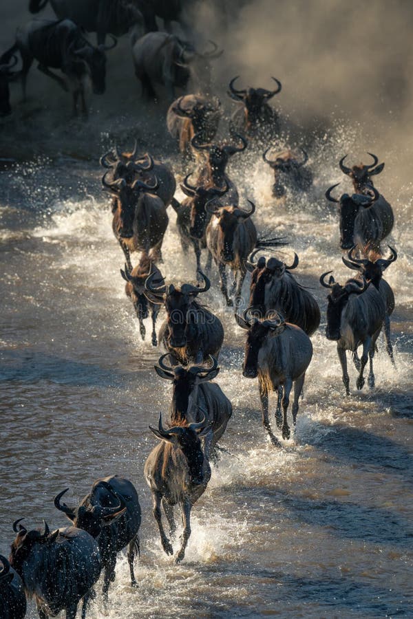 Herd of Blue Wildebeest Galloping Across Stream Stock Image - Image of ...