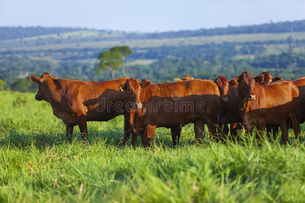 Herd of Bonsmara Cows with Their Calves Stock Image - Image of grass ...