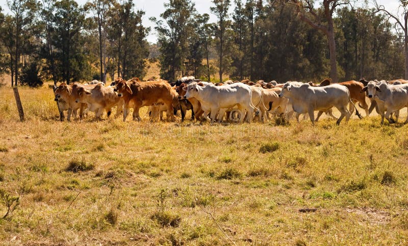 Herd of Brahman Beef Cattle Moving Across Paddock Stock Image - Image ...