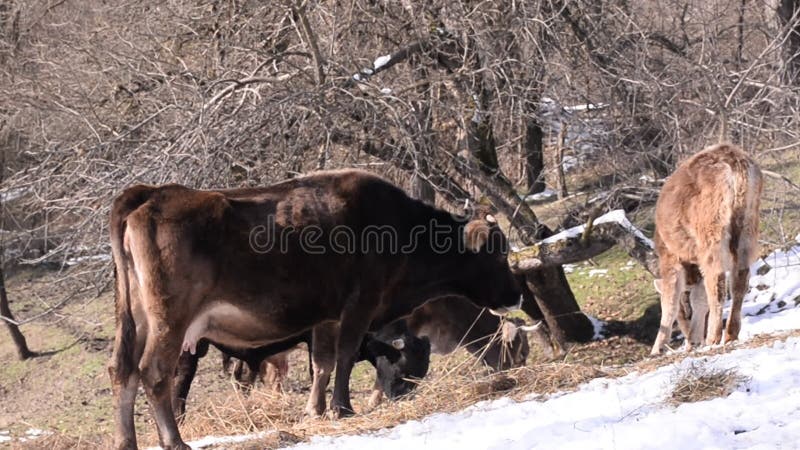 Cows Feeding Grass on the Hill Graphic Black White Sketch Illustration ... Cows Feeding Grass on the Hill Graphic Black White Sketch Illustration ...