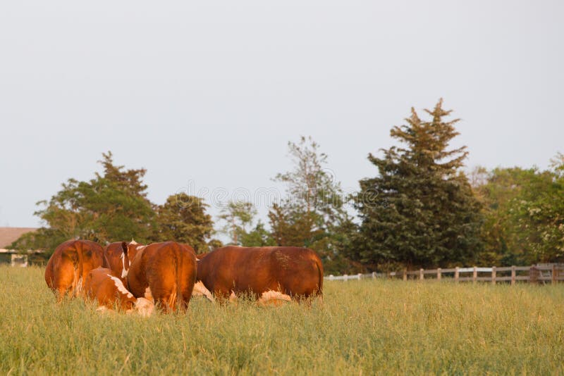 Brown cows in open field stock photo. Image of rural - 186436804