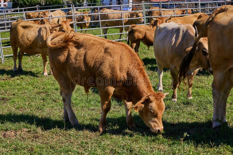 Herd of Brown Cows in a Pen Stock Image - Image of udder, nature: 344820311