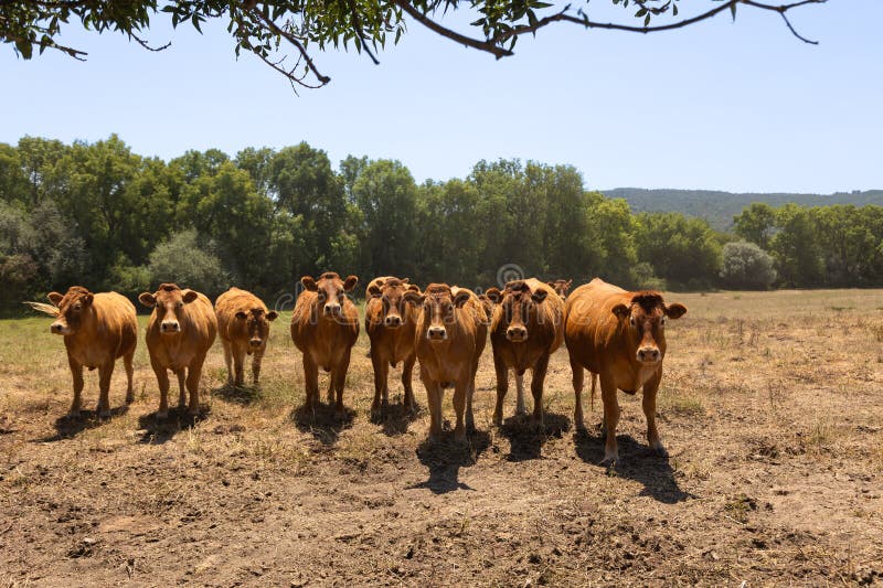 A Herd of Brown Cows Standing Together in a Sunlit Pasture Stock Image ...