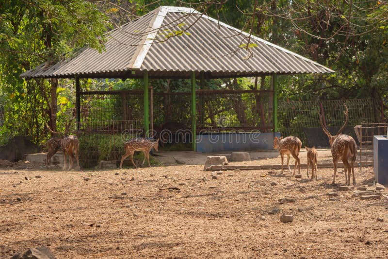 Herd of Brown Deer in Their House Stock Image - Image of closeup, brown ...