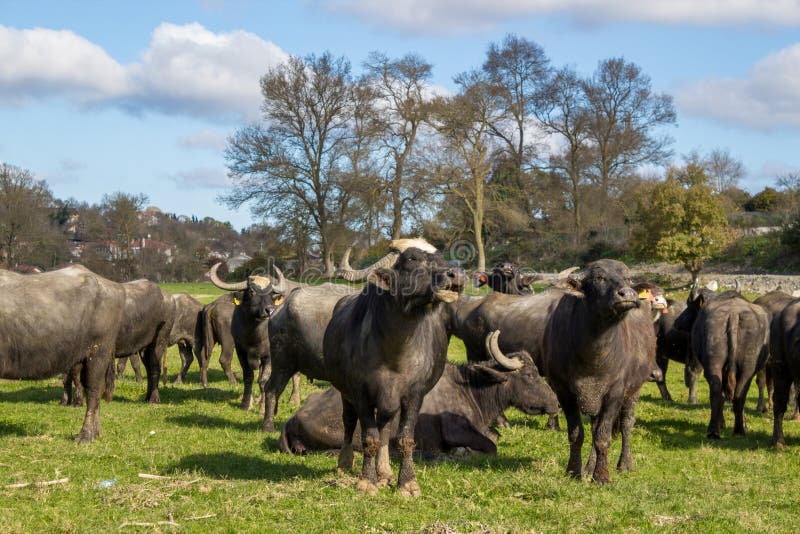 Herd of Bubalus Bubalis Water Buffalo Grazing Stock Photo - Image of ...