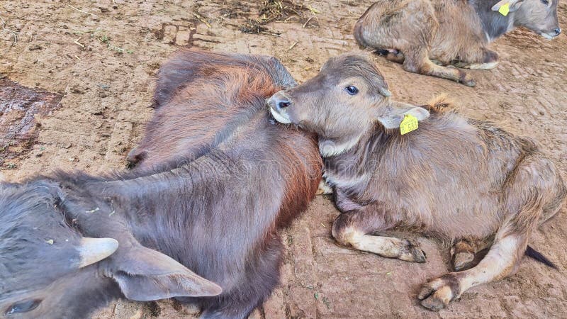 Herd of buffalo stock photo. Image of female, outdoor - 213236082