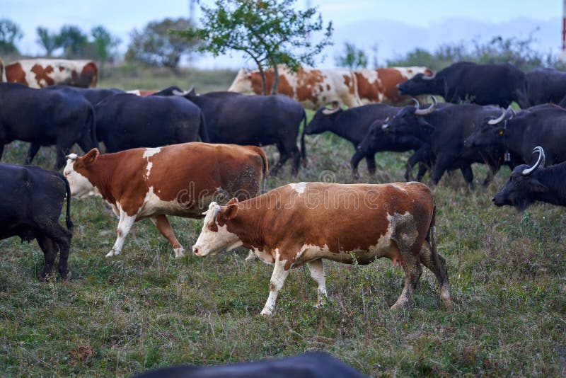 Two buffalo cows stock photo. Image of mother, color - 90916406