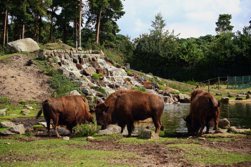 Herd of buffalo stock image. Image of bull, buffalo, homemade - 49701167
