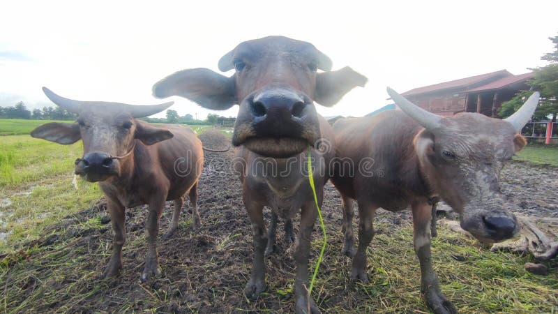 Herd of Buffalo Living in the Swamp Stock Image - Image of herd, bull ...