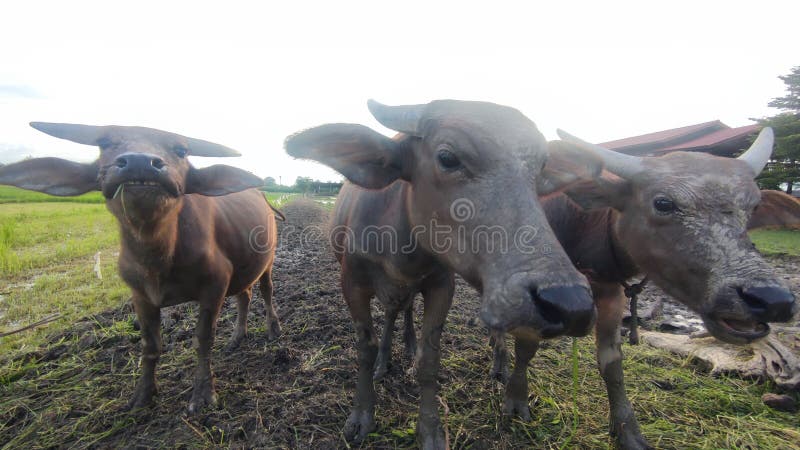 Herd of Buffalo Living in the Swamp Stock Image - Image of wildlife ...