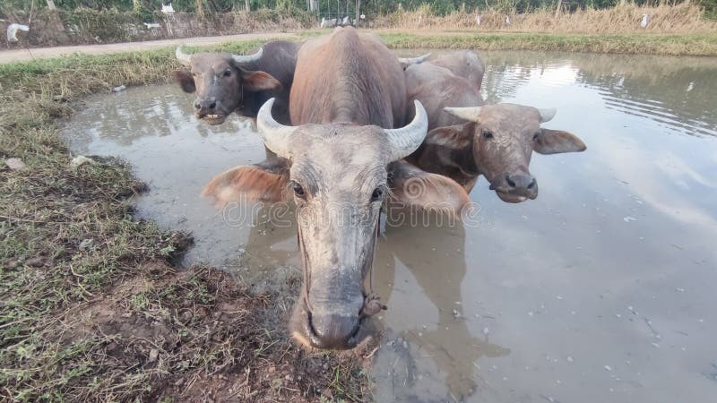 Herd of Buffalo Living in the Swamp Stock Image - Image of bovine ...