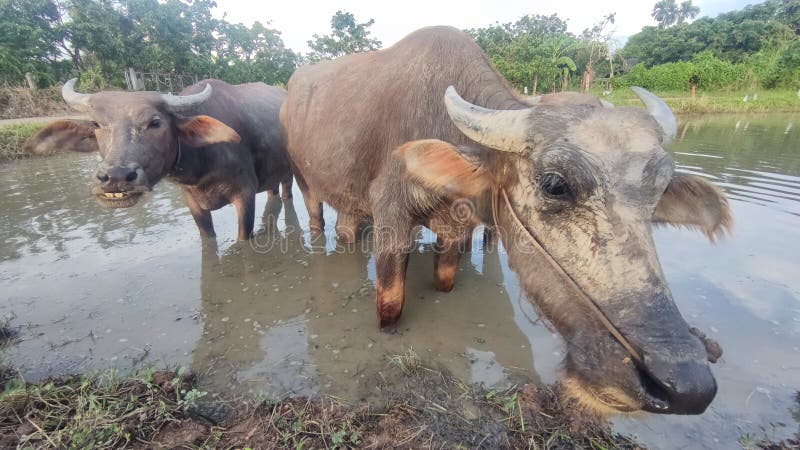 Herd of Buffalo Living in the Swamp Stock Photo - Image of horn, goats ...