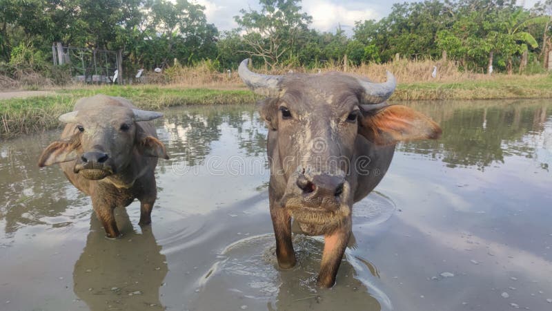 Herd of Buffalo Living in the Swamp Stock Photo - Image of cattle ...