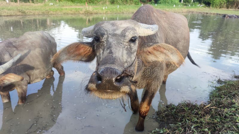 Herd of Buffalo Living in the Swamp Stock Photo - Image of bull ...